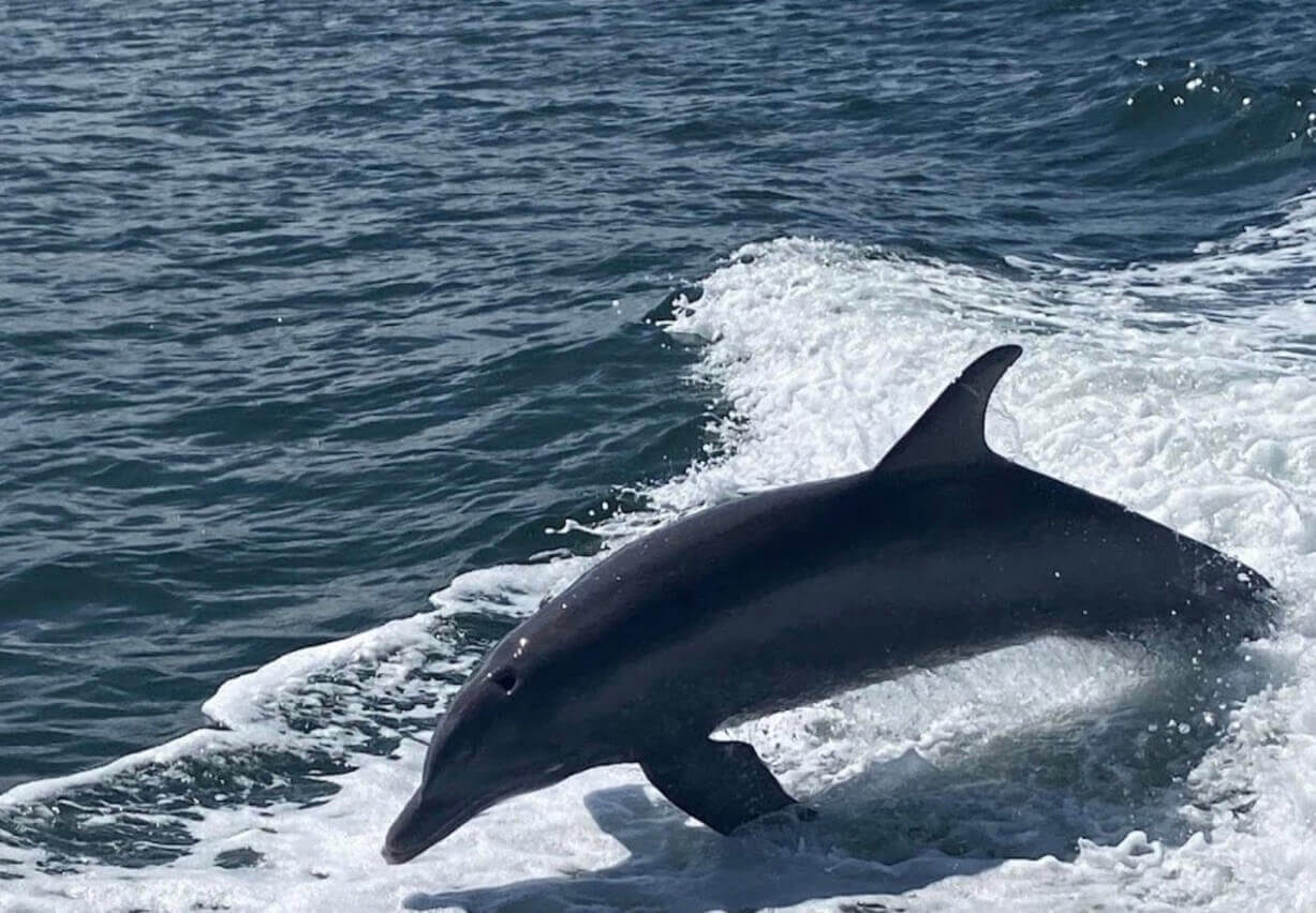 Embracing The Bayside Vibe: Miami Boat Rentals