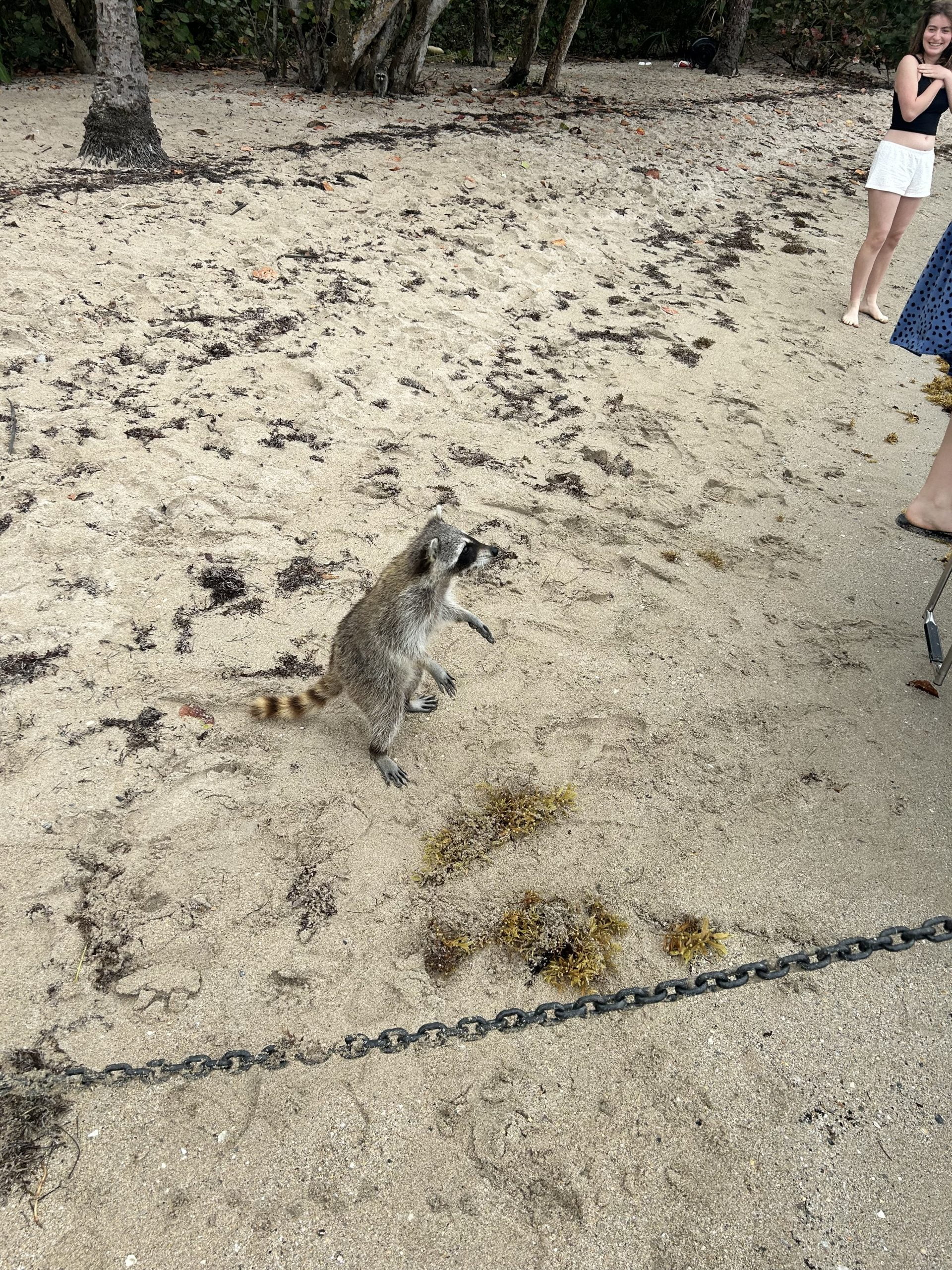 Go To Raccoon Island Miami: Best Private Tours Prices