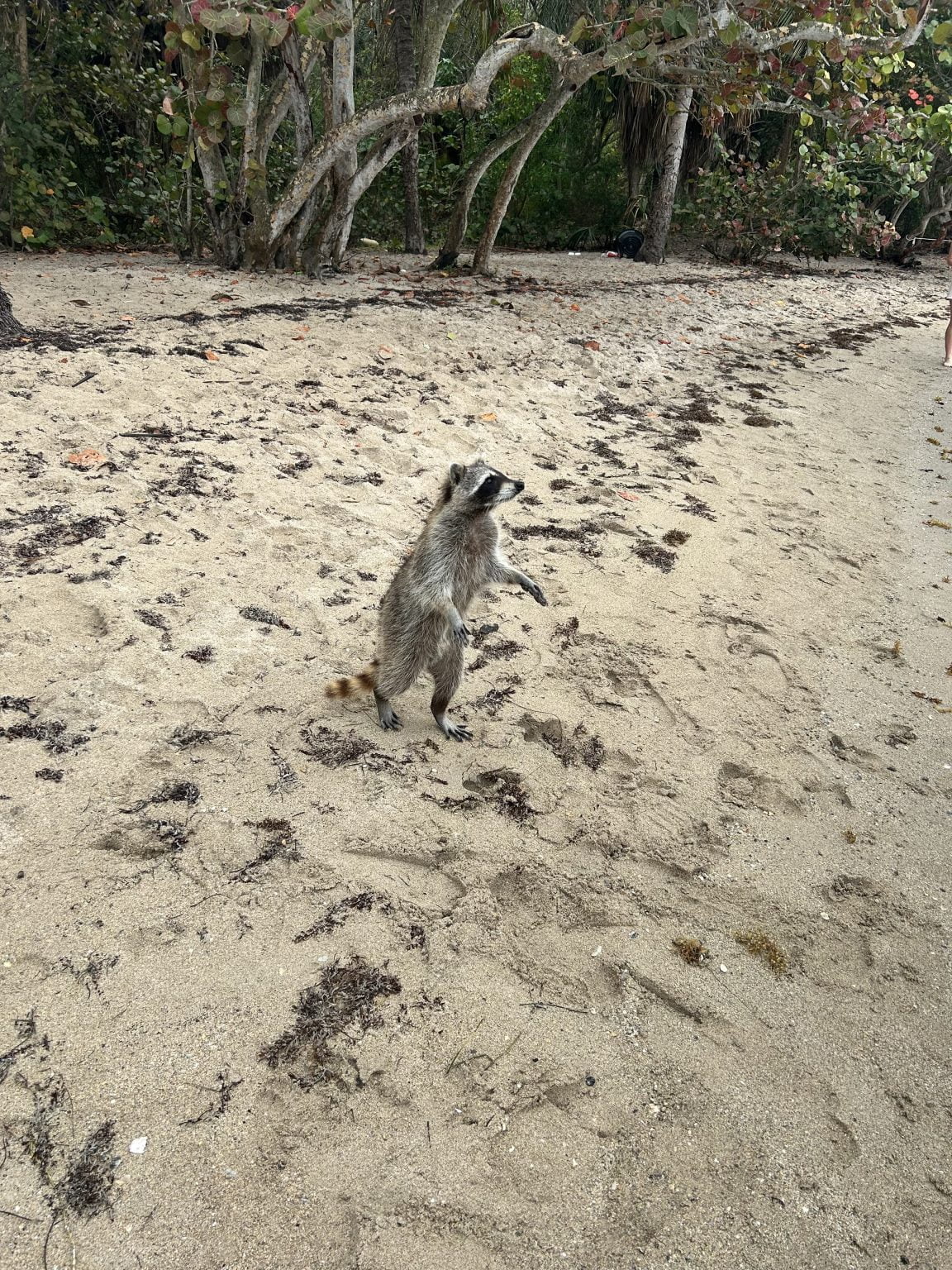 Go To Raccoon Island Miami: Best Private Tours Prices