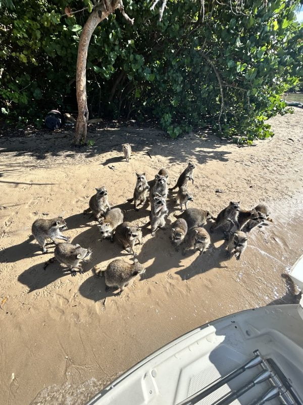 Go To Raccoon Island Miami: Best Private Tours Prices