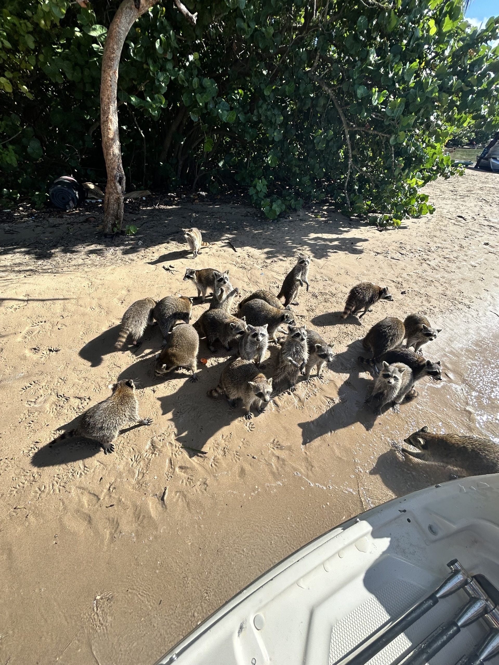 Go To Raccoon Island Miami: Best Private Tours Prices